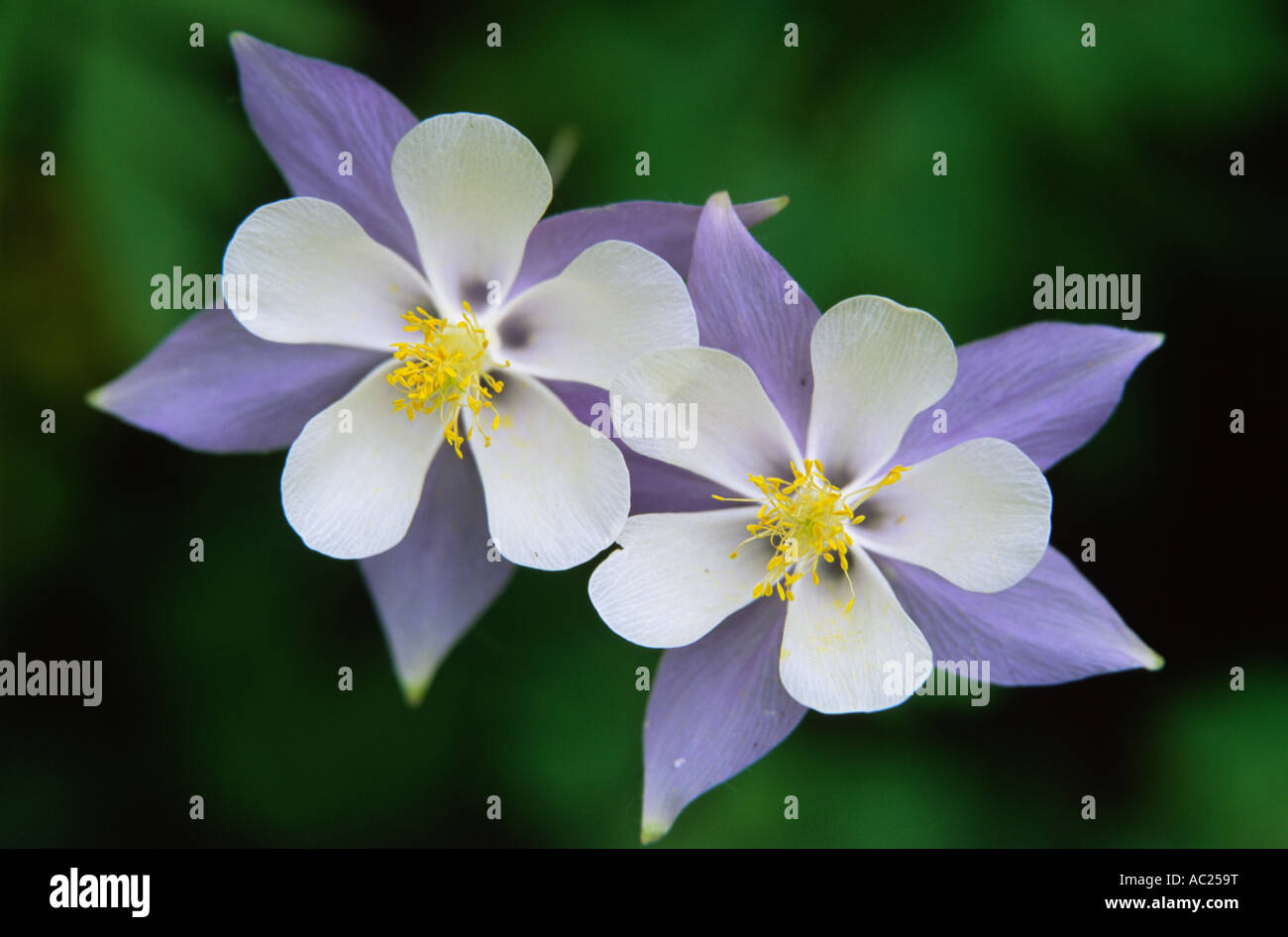 Pink and violet flowers Stock Photo - Alamy