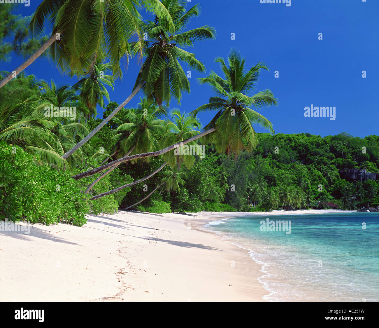 Outside of rainforest on beach Stock Photo - Alamy