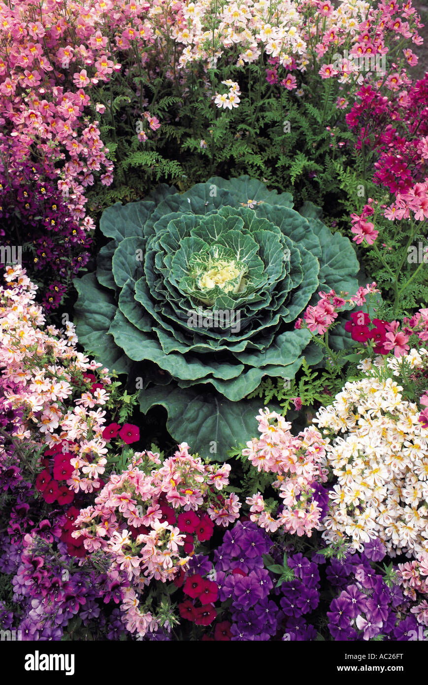 Large flower surrounded by smaller flowers Stock Photo - Alamy