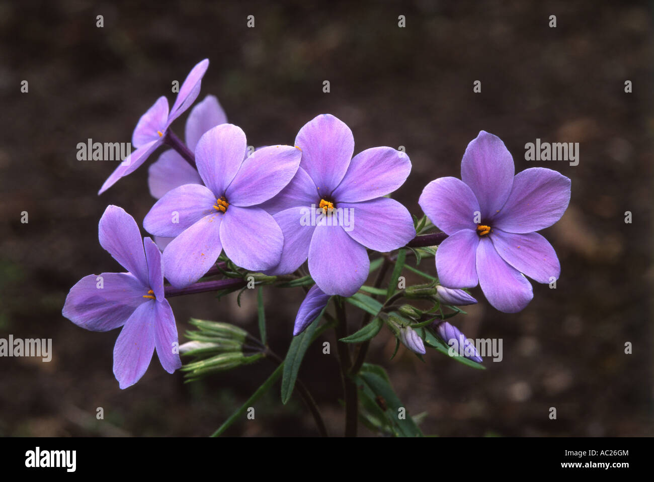Violet colored flowers Stock Photo - Alamy