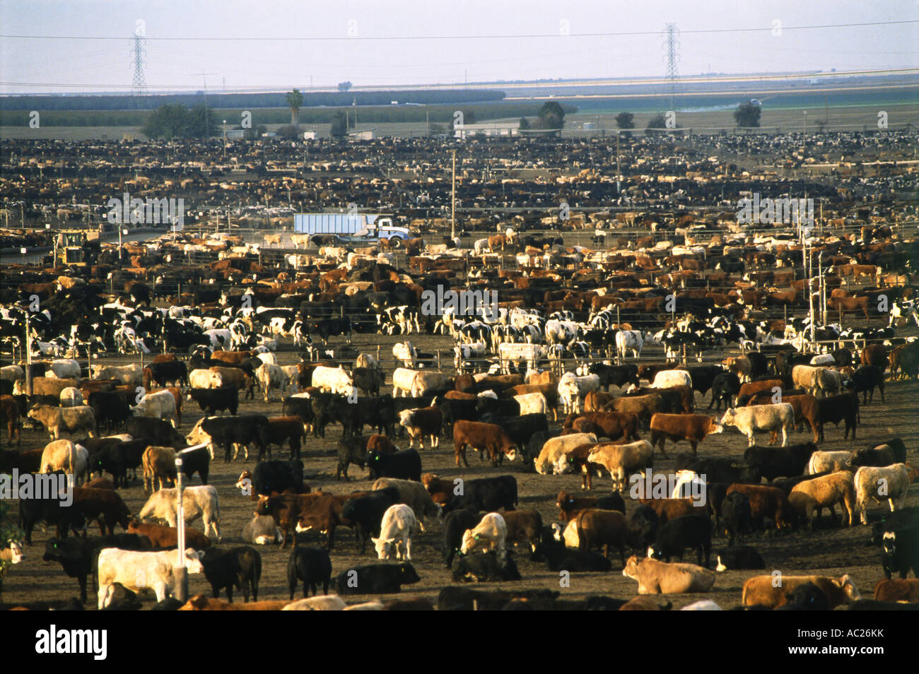 Cattle farm with different colored cattle Stock Photo - Alamy