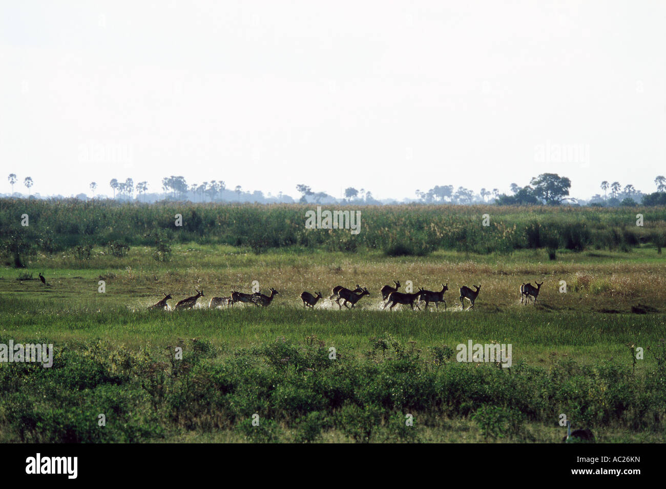Deer running in water hi-res stock photography and images - Alamy