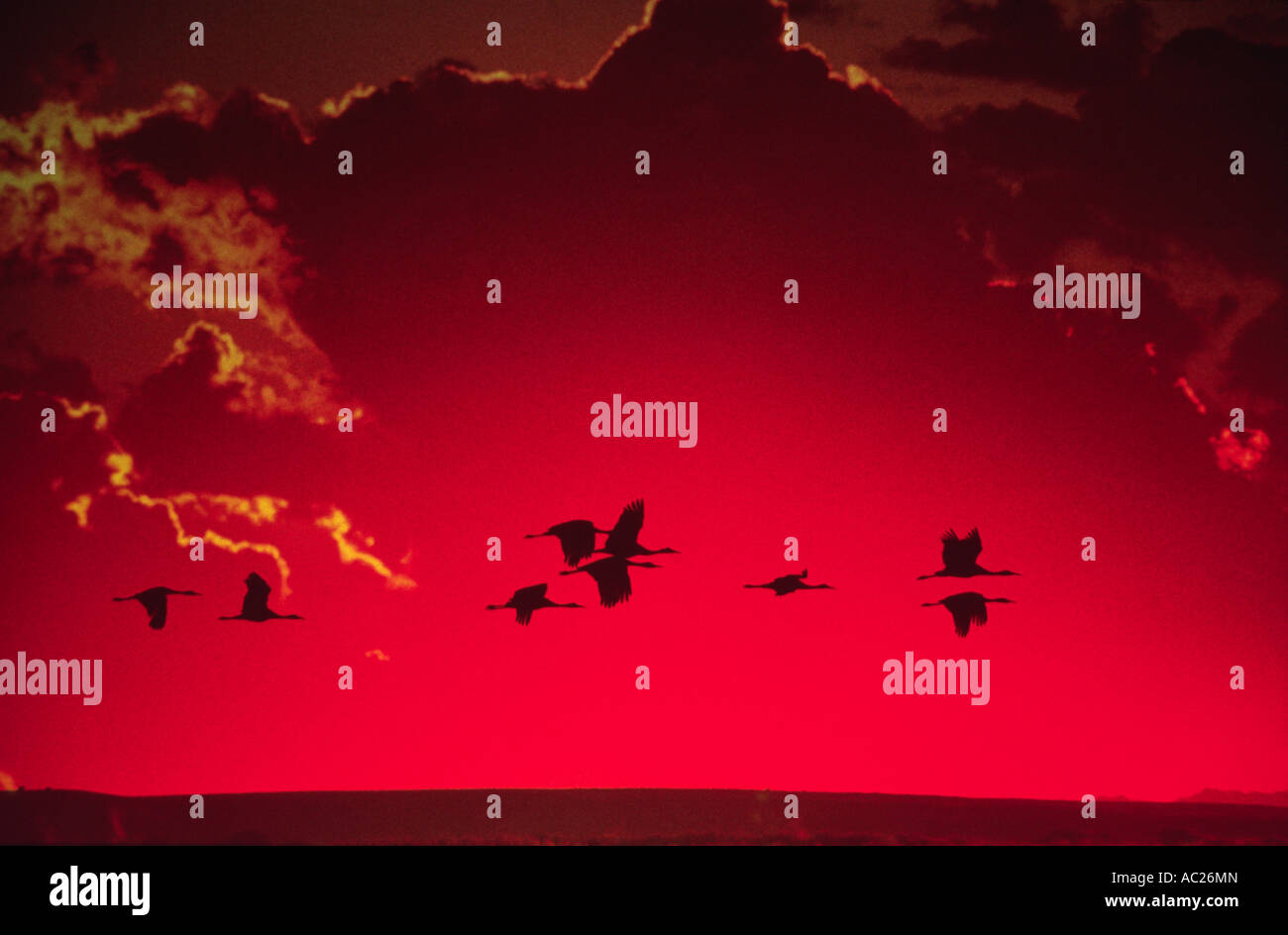 Flying a group hi-res stock photography and images - Alamy