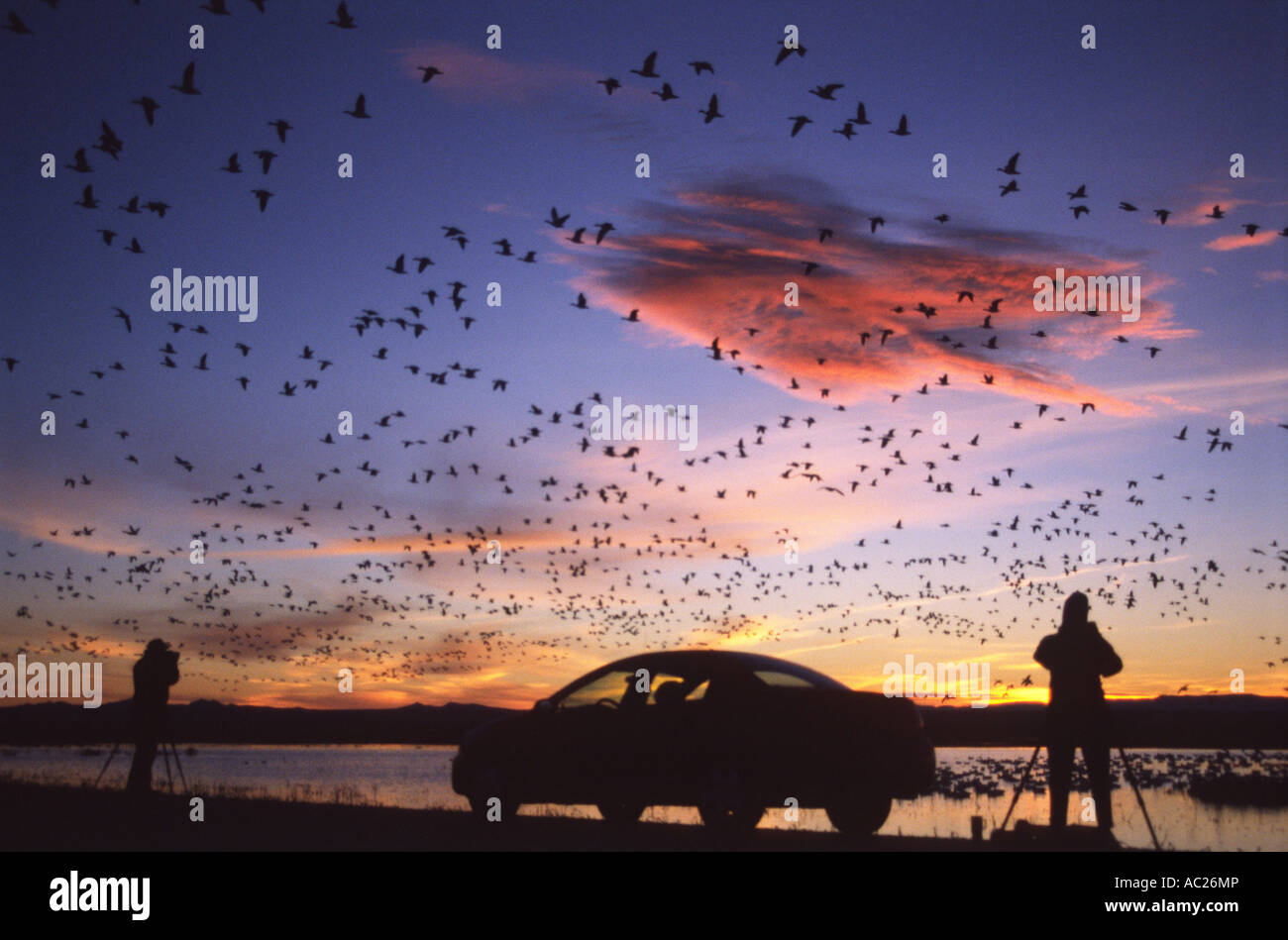 Two photographers taking photographs of birds flying overhead Stock ...