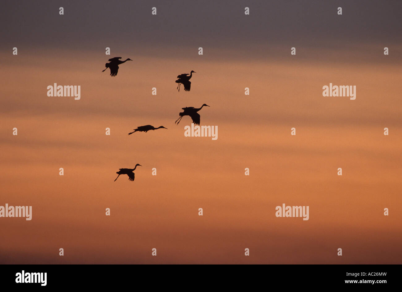 Small group of ducks flying Stock Photo - Alamy