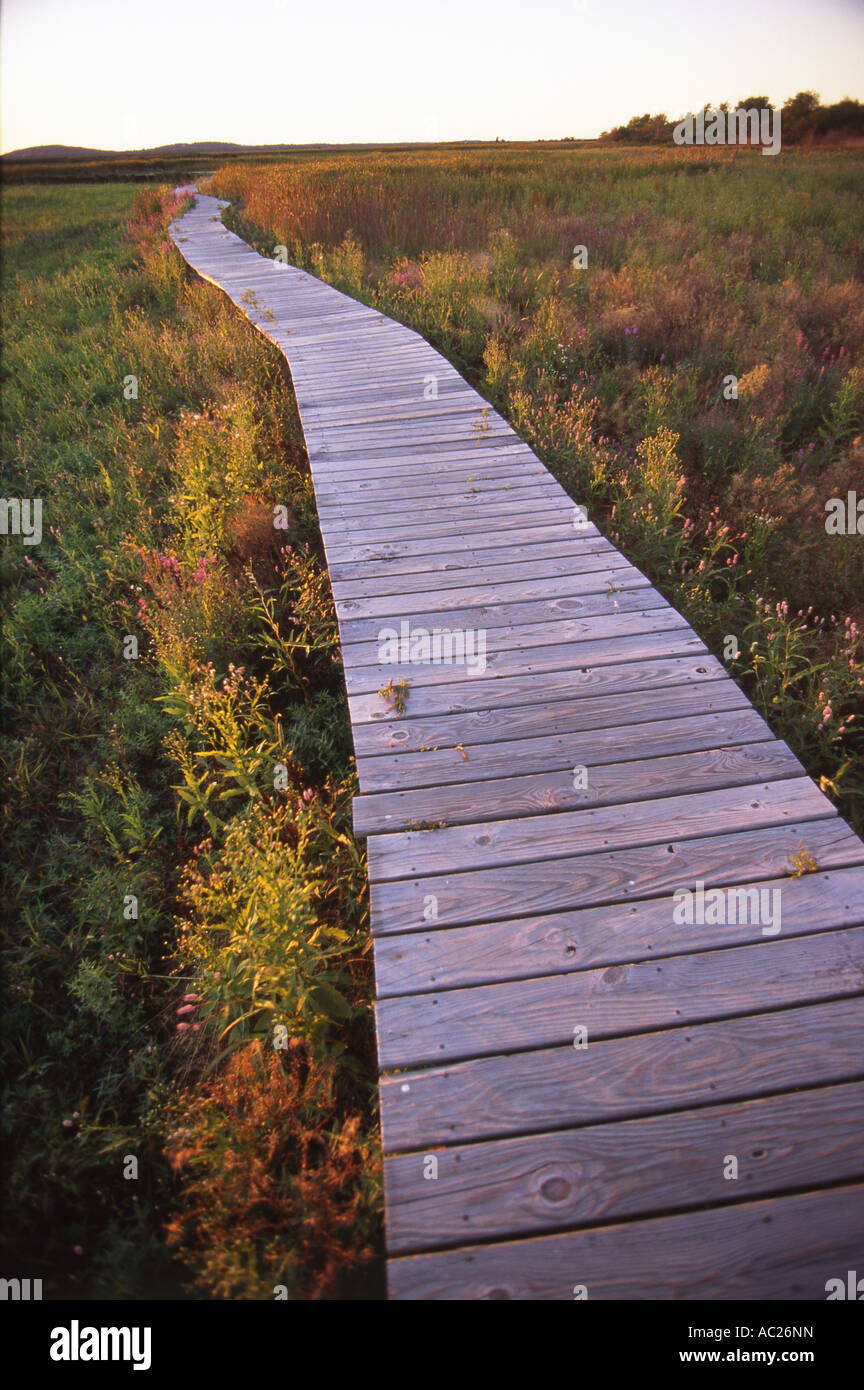 Wooden built pathway Stock Photo - Alamy