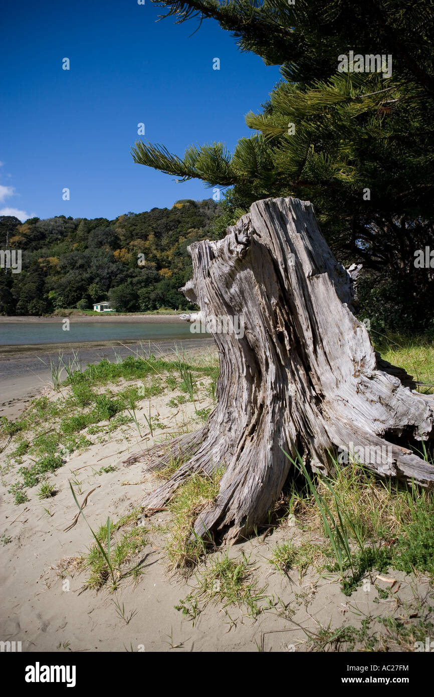 Gnarled Tree Stump at Wenderholm, New Zealand Stock Photo - Alamy
