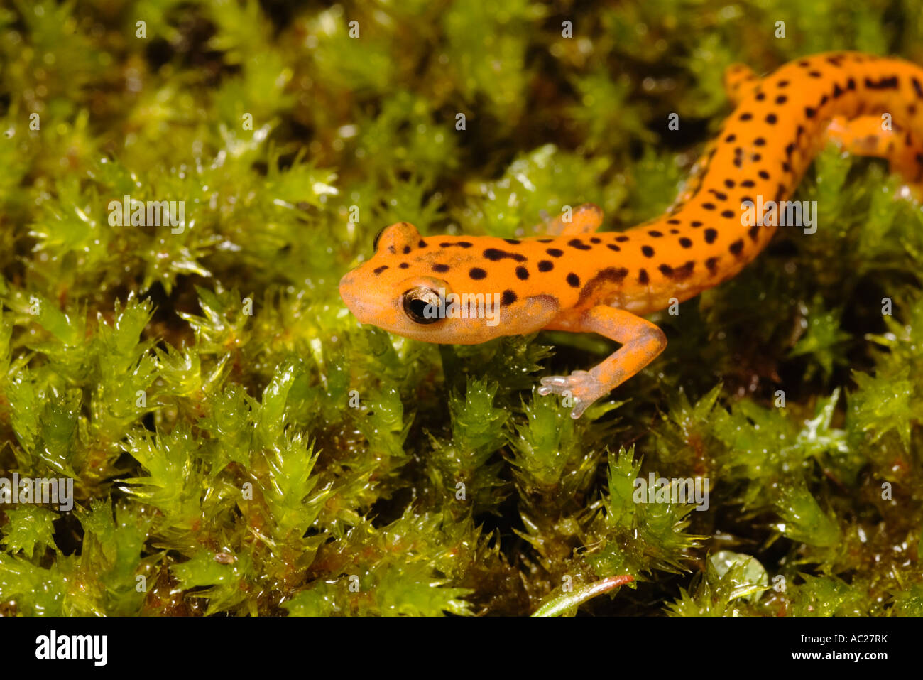 Cave Salamander, Eurycea licifuga, amphibian Stock Photo - Alamy