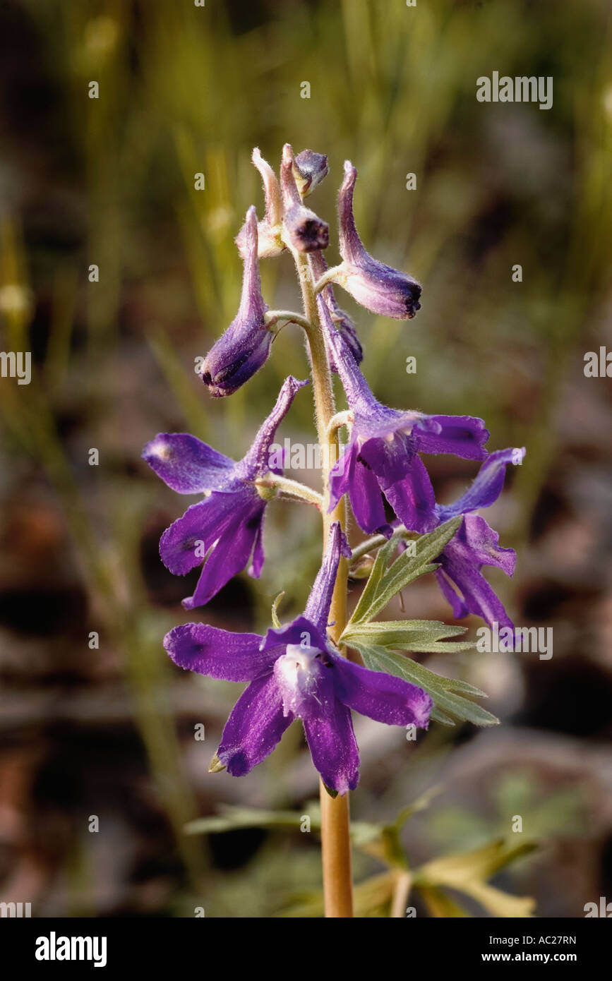 Spring Larkspur, Delphinium tricorne, plant, flower Stock Photo - Alamy