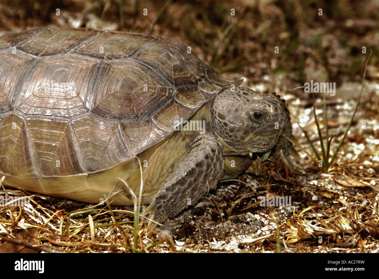 Gopher Tortoise, Gopherus polyphemus, reptile Stock Photo - Alamy