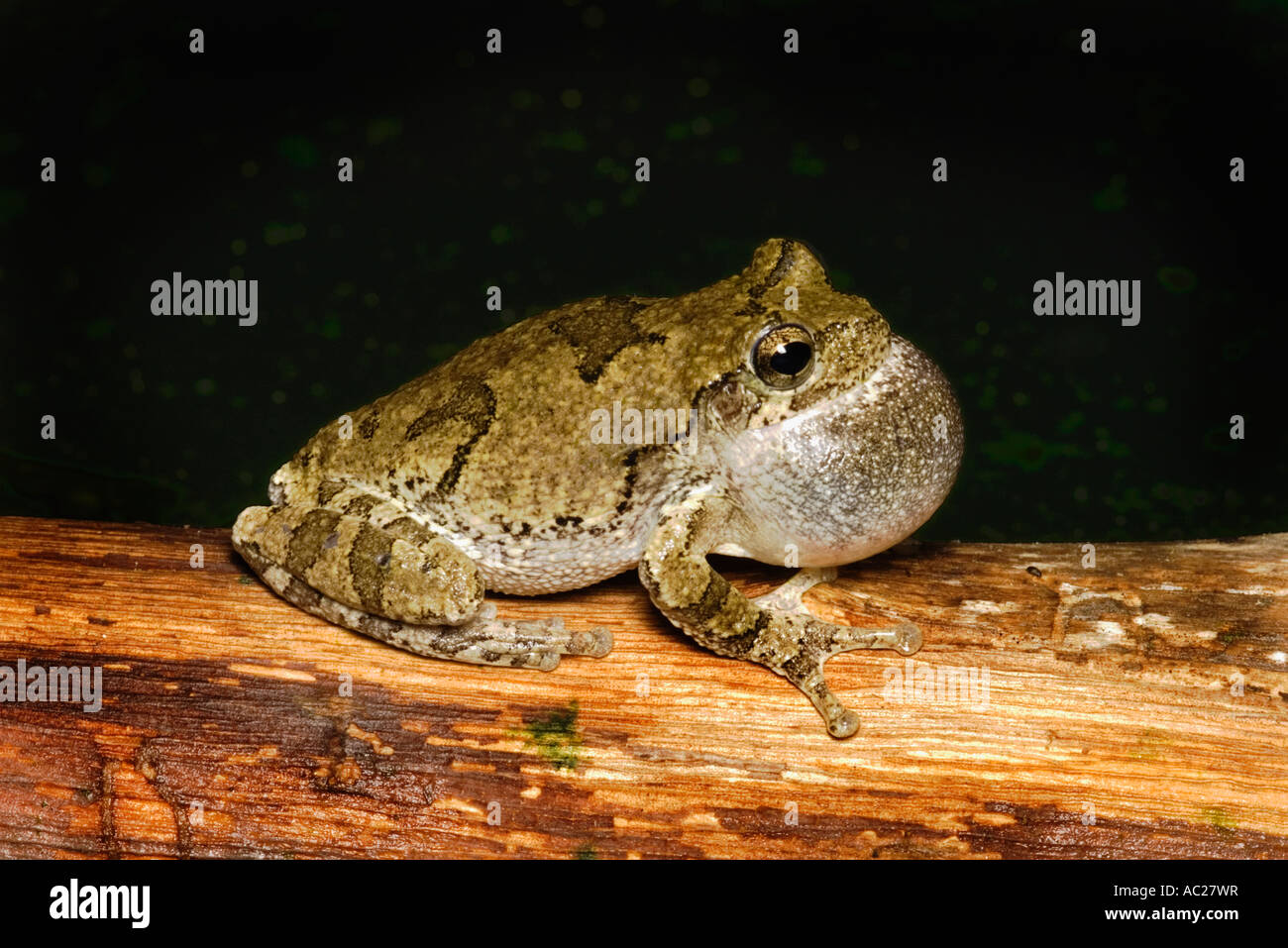 Male Gray Treefrog Calling, Hyla chrysoscelis, amphibian Stock Photo ...
