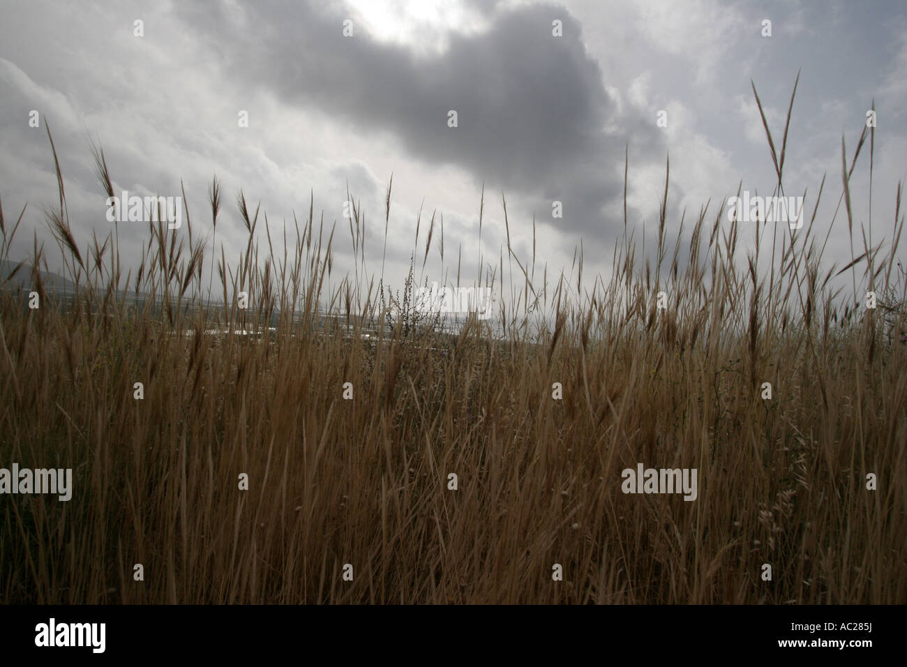 Greece wheat hi-res stock photography and images - Alamy