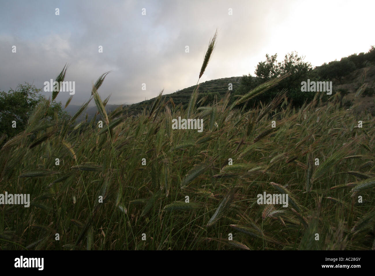 wheat corn Crete Greece Stock Photo - Alamy