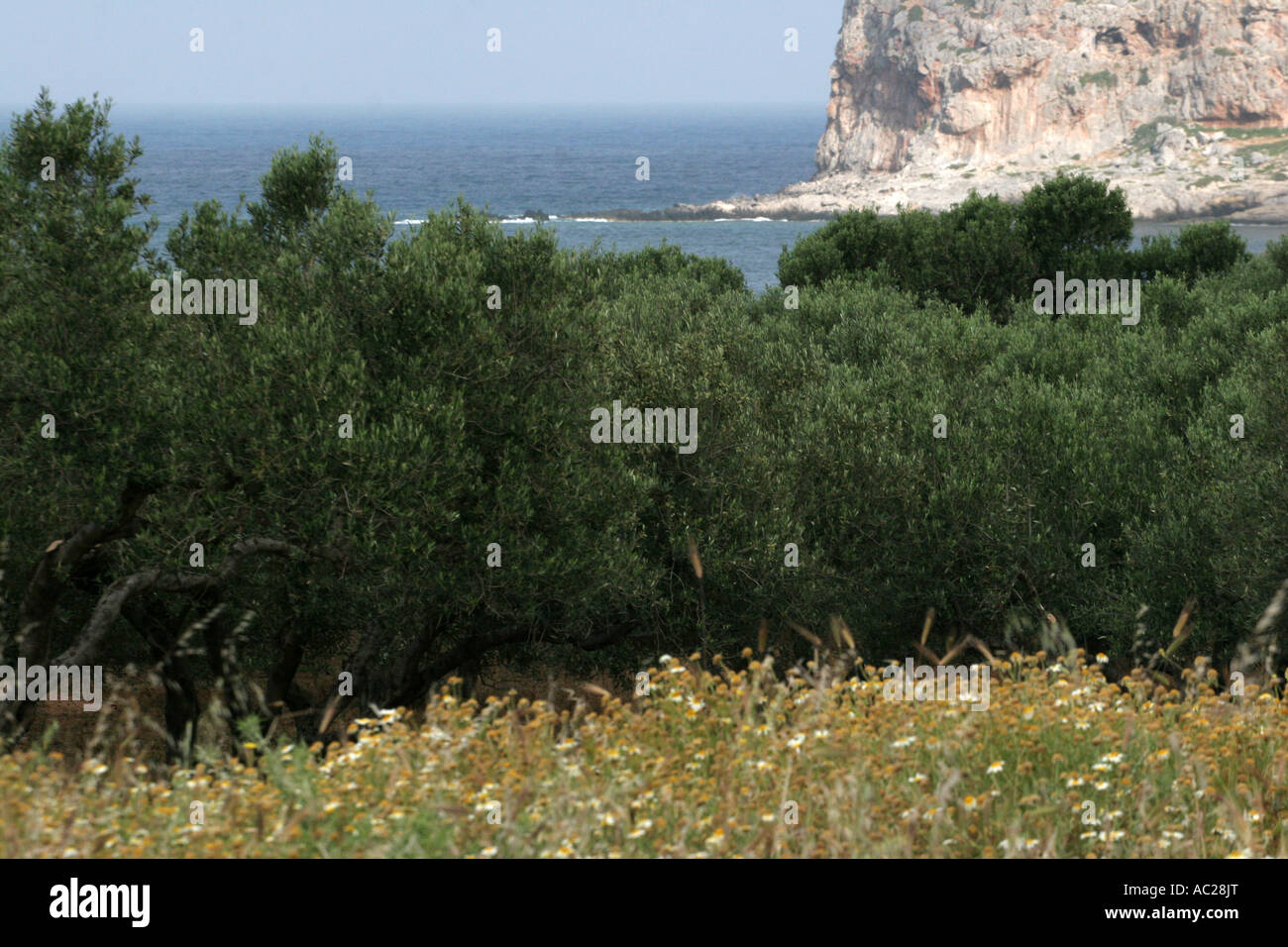 olive trees Crete Greece Stock Photo - Alamy