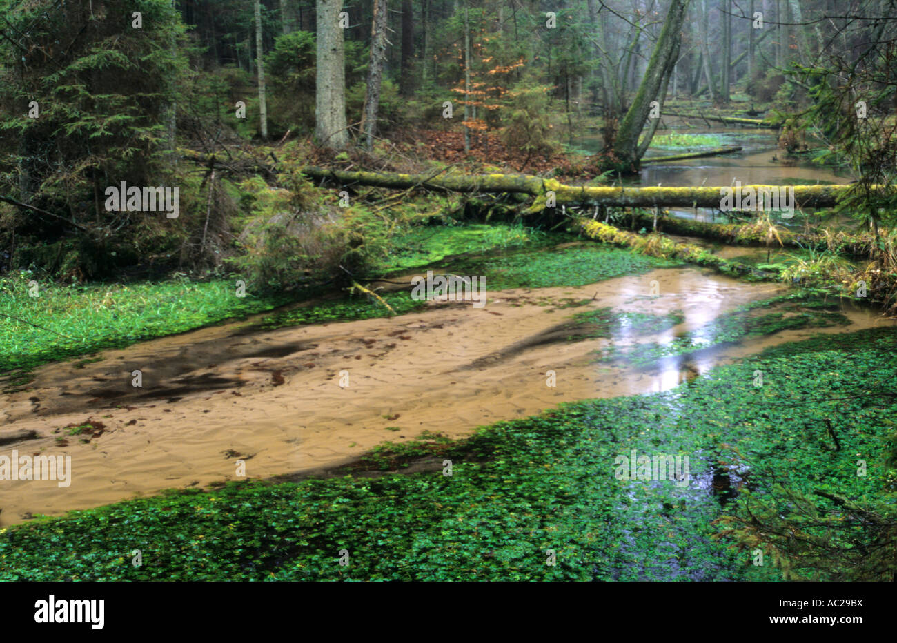 Forest brook - Poland landscape Stock Photo - Alamy