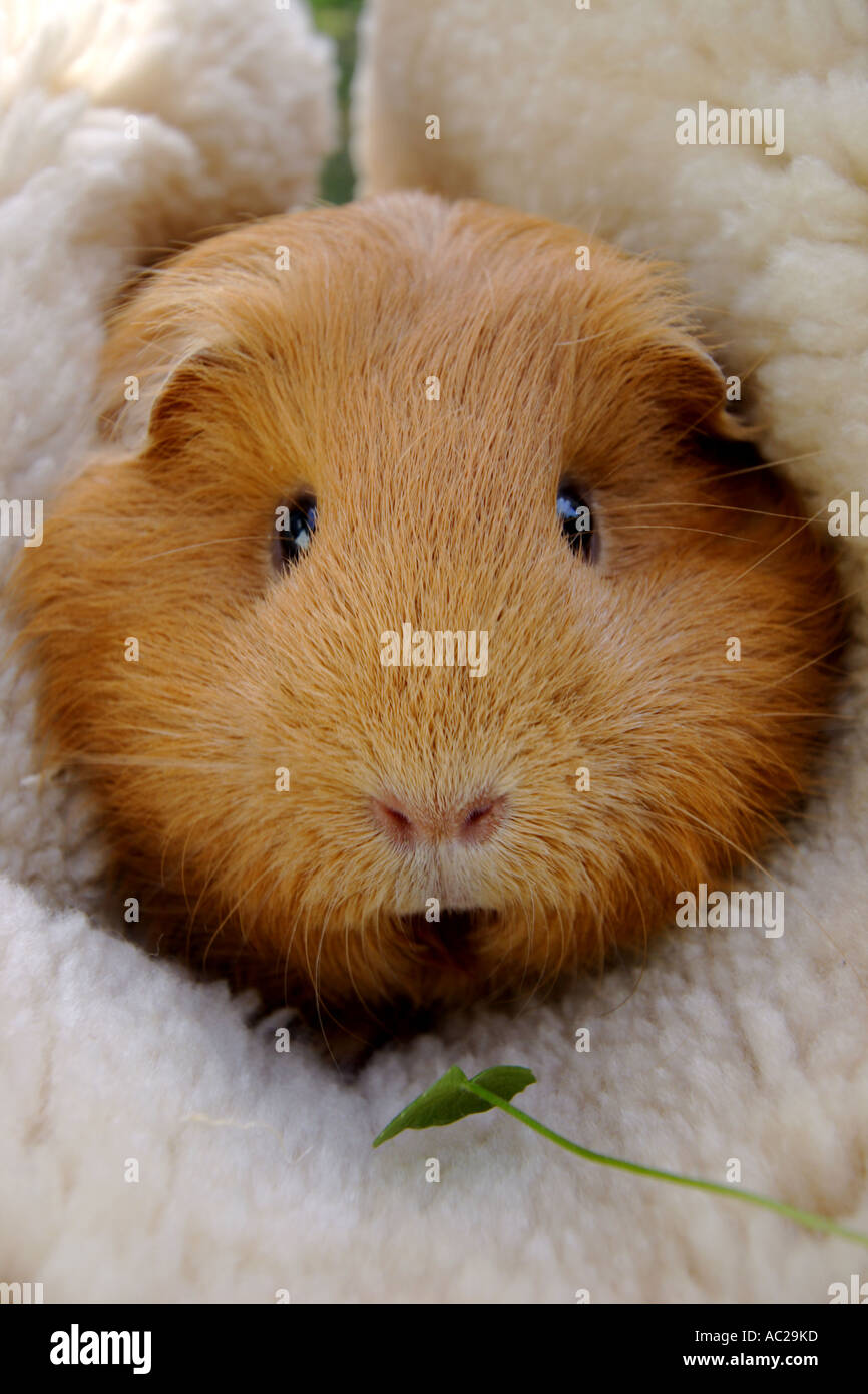 GUINEA PIG VERTICAL VERTICAL BAPDB7803 Stock Photo - Alamy