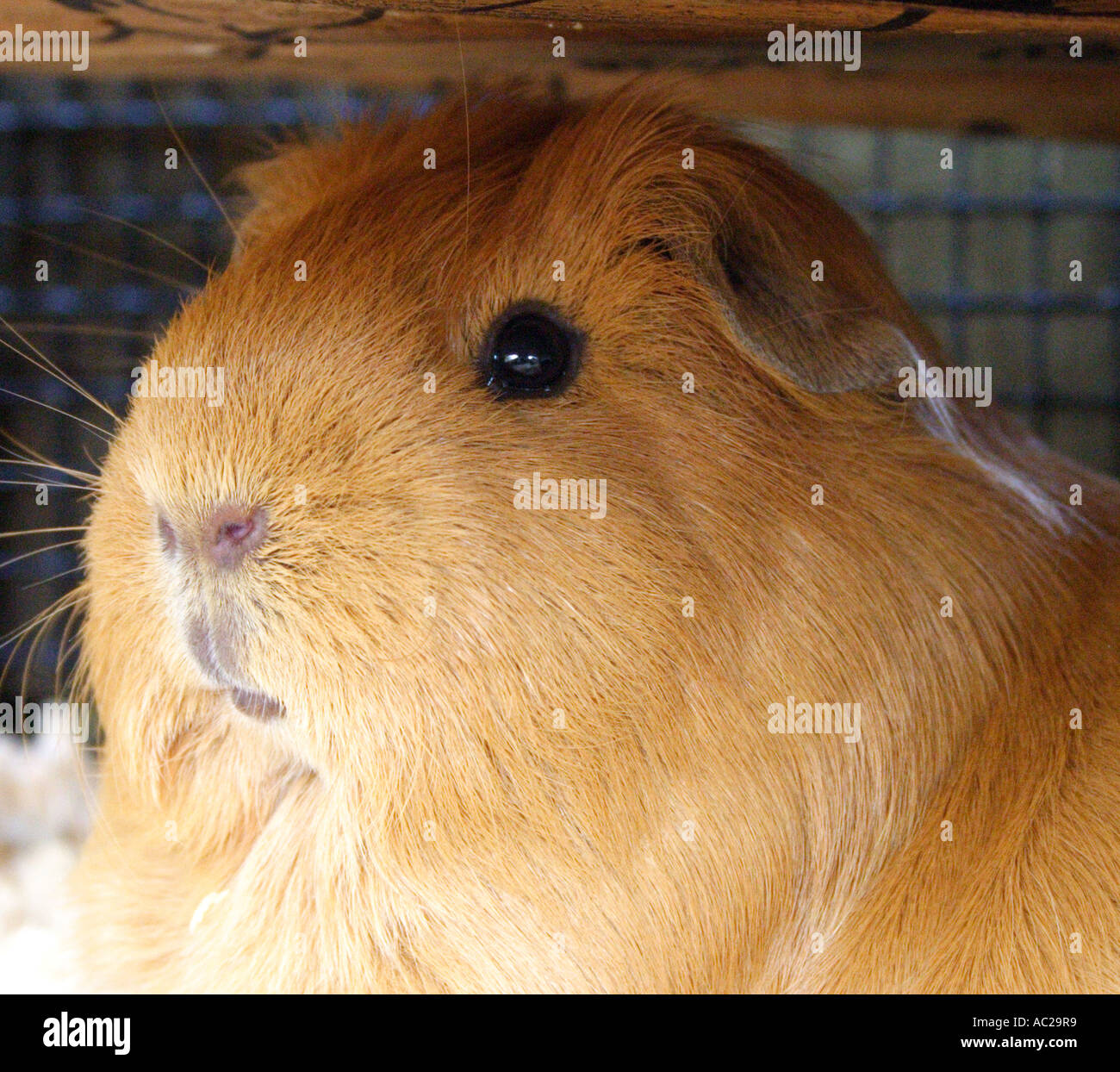 GUINEA PIG HIDING SQUARE FORMAT BAPDB7822 Stock Photo - Alamy