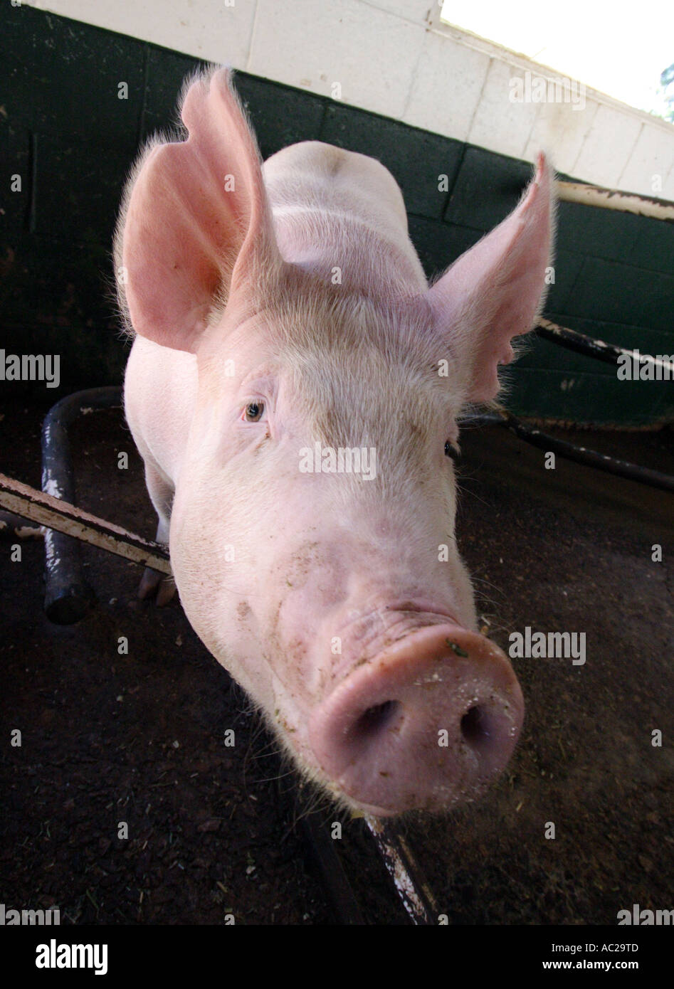 Pink pig fat rest huge hi-res stock photography and images - Alamy