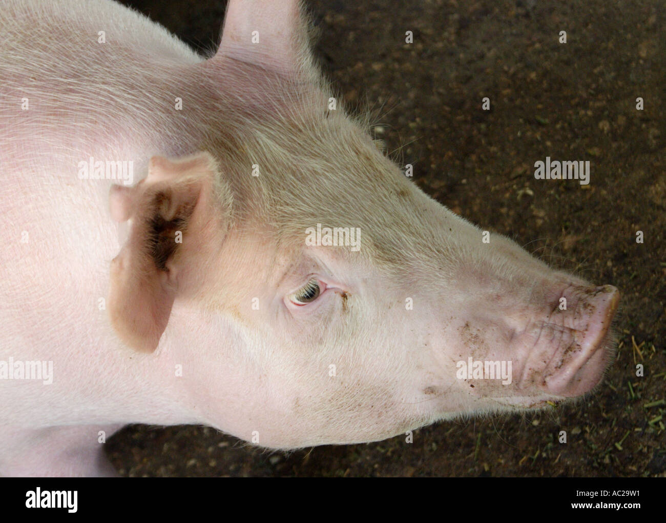 Pink pig fat rest huge hi-res stock photography and images - Alamy