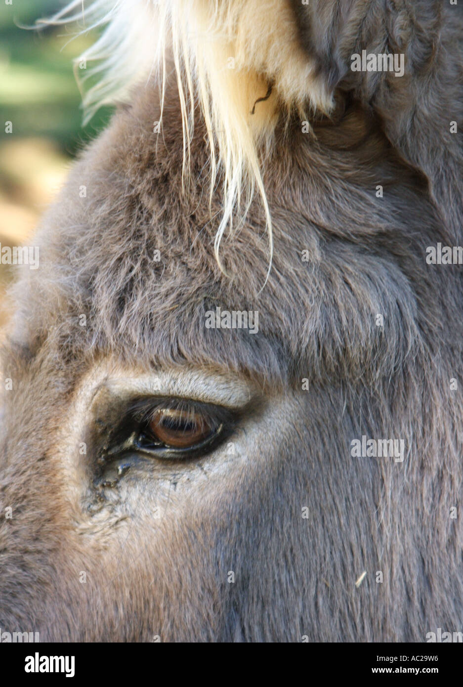 CLOSE UP OF A DONKEYS HEAD AND EYE VERTICAL BAPDB7833 Stock Photo - Alamy