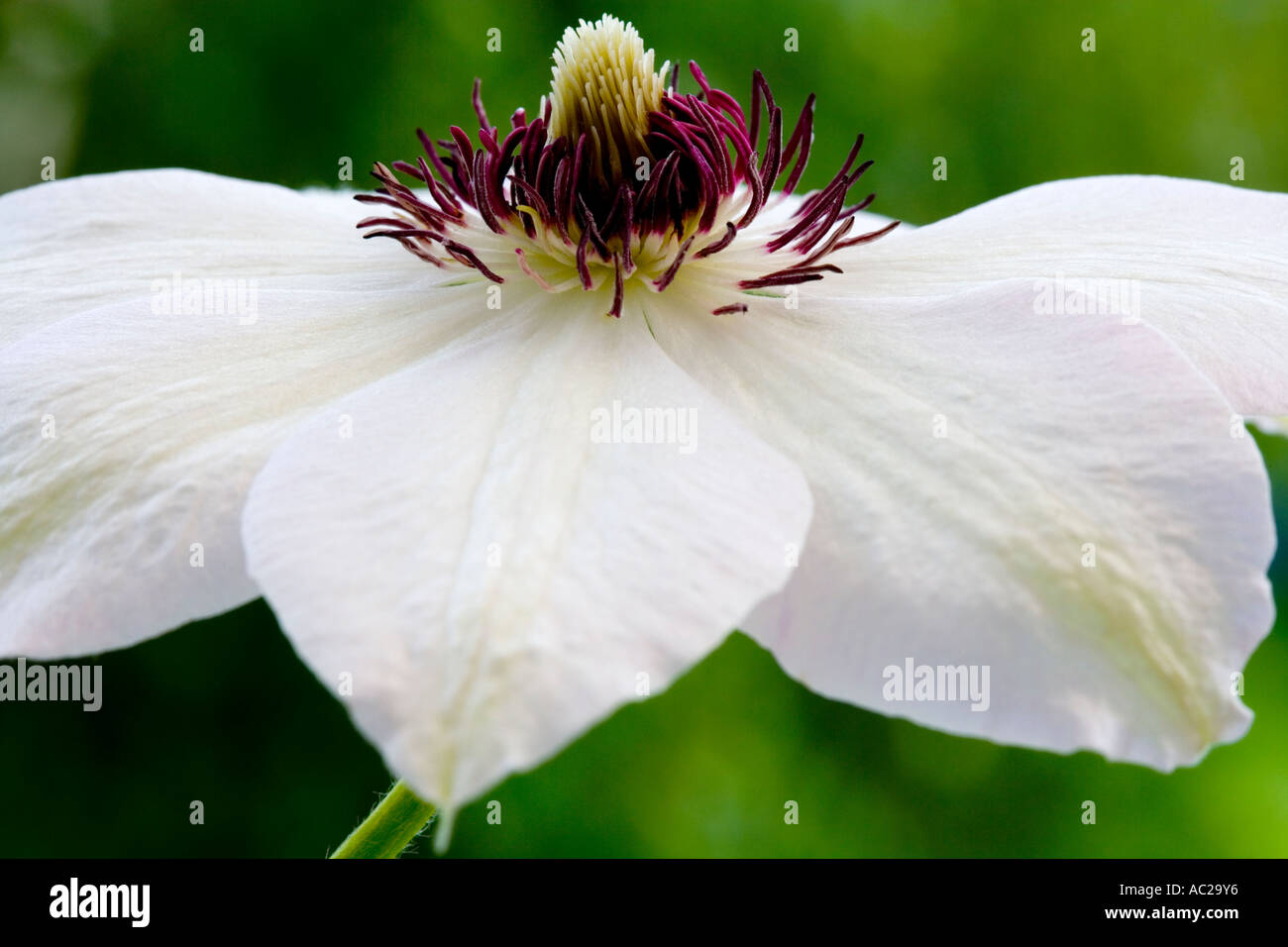 Clematis 'Miss Bateman' Stock Photo - Alamy