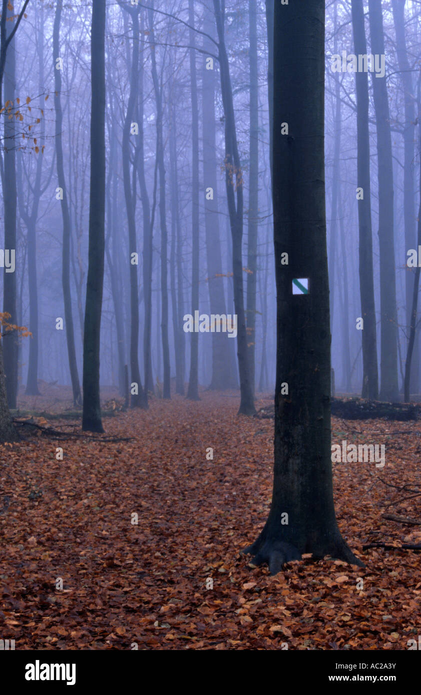 Moody leaf hi-res stock photography and images - Alamy