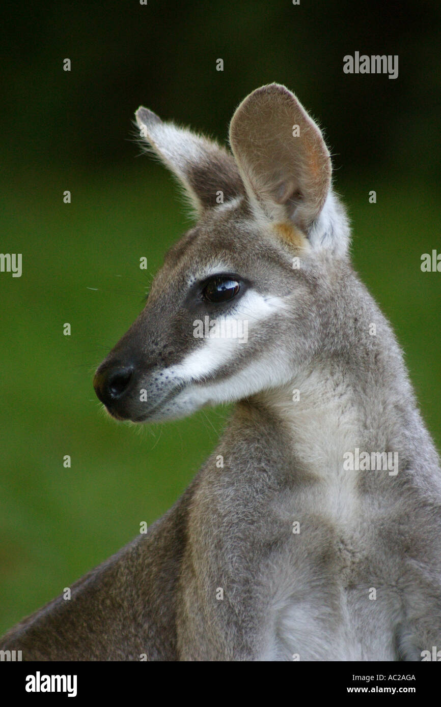 KANGAROO / WALLABY QUEENSLAND AUSTRALIA VERTICAL BAPDB7849 Stock Photo ...