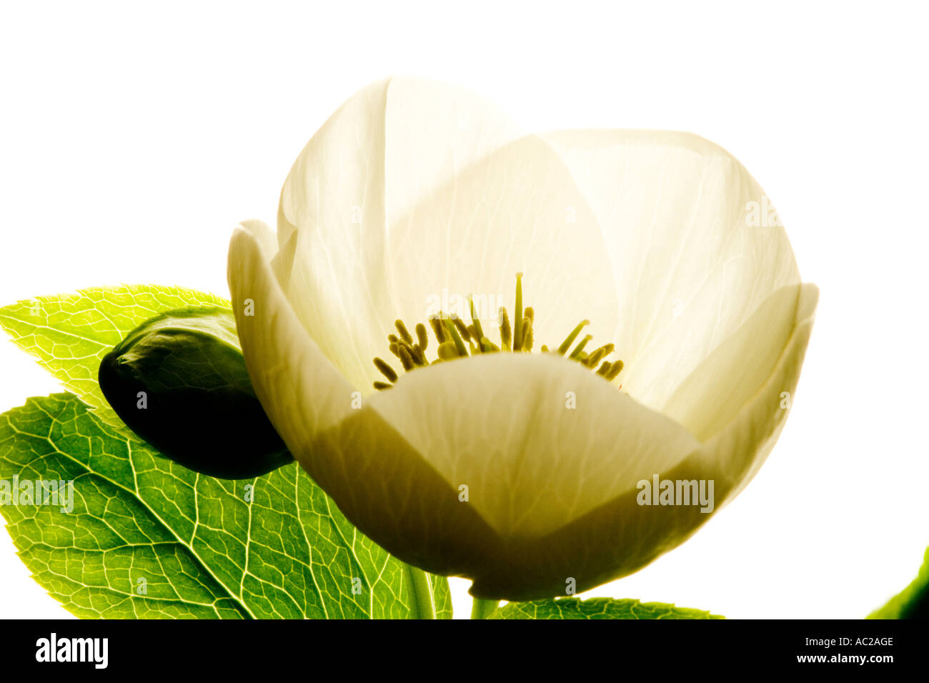 Rose petals latin name hi-res stock photography and images - Alamy