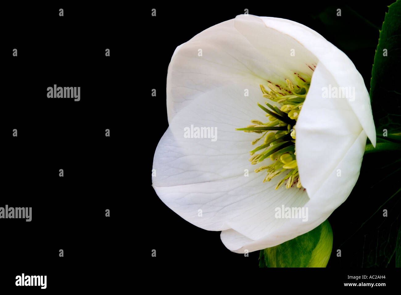 Rose petals latin name hi-res stock photography and images - Alamy