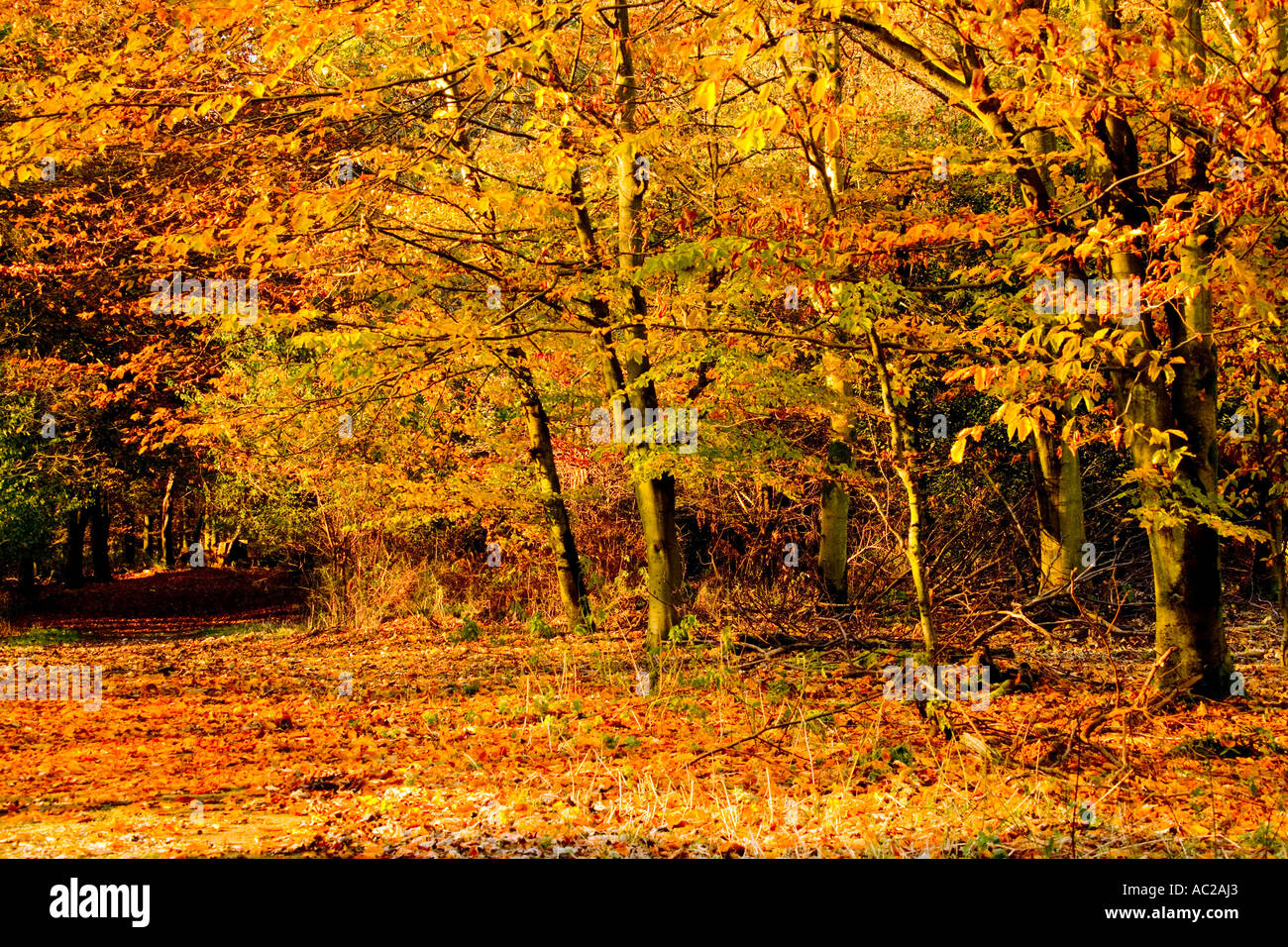 Autumn colours in Savernake Forest, Marlborough, Wiltshire, England, UK ...