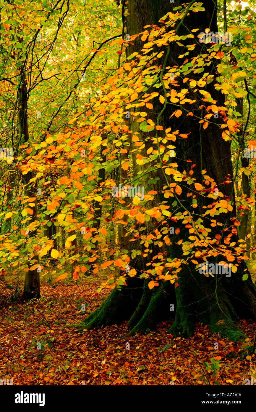 Autumn colours in Savernake Forest, Marlborough, Wiltshire, England, UK ...
