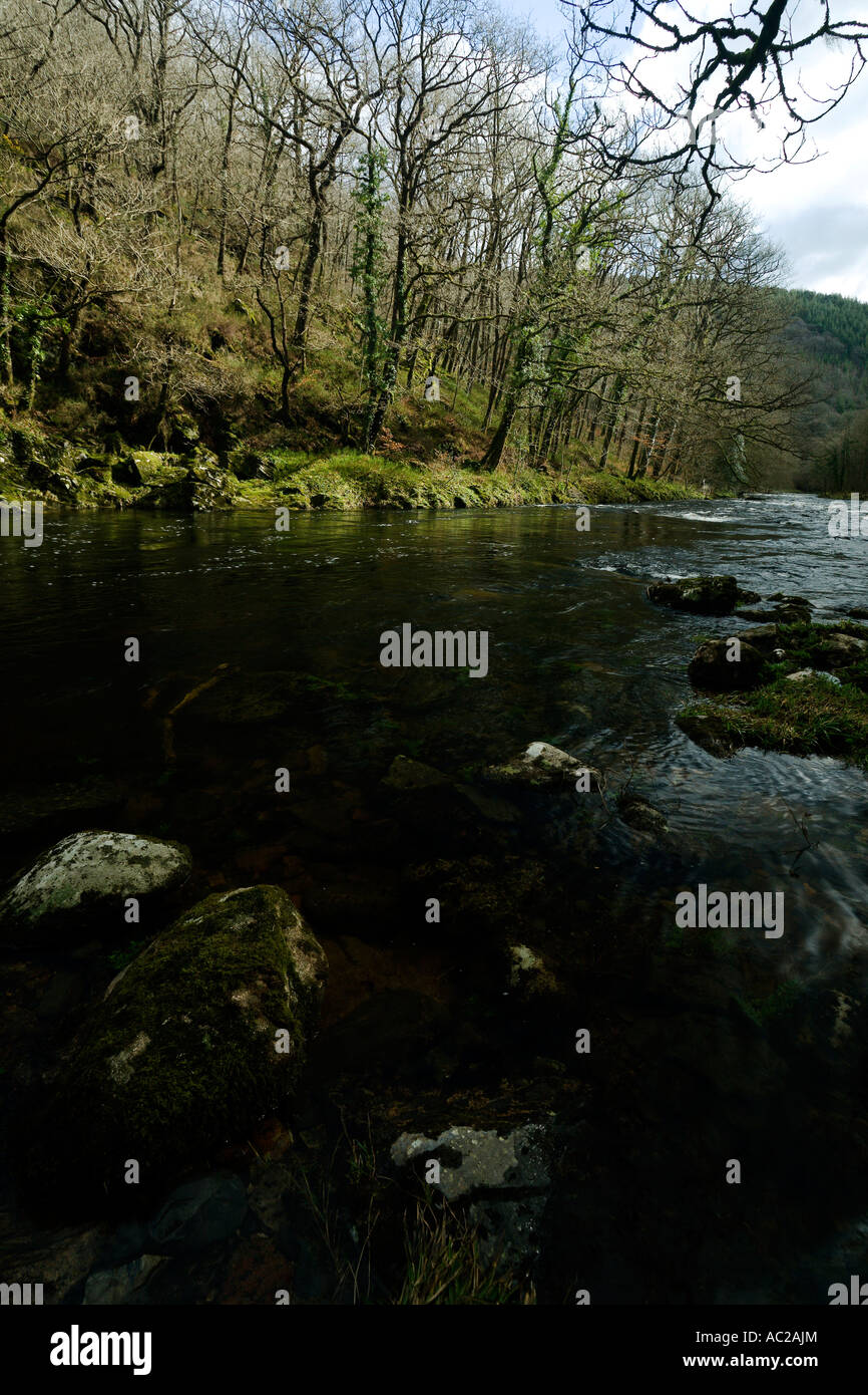 Holne forest hi-res stock photography and images - Alamy