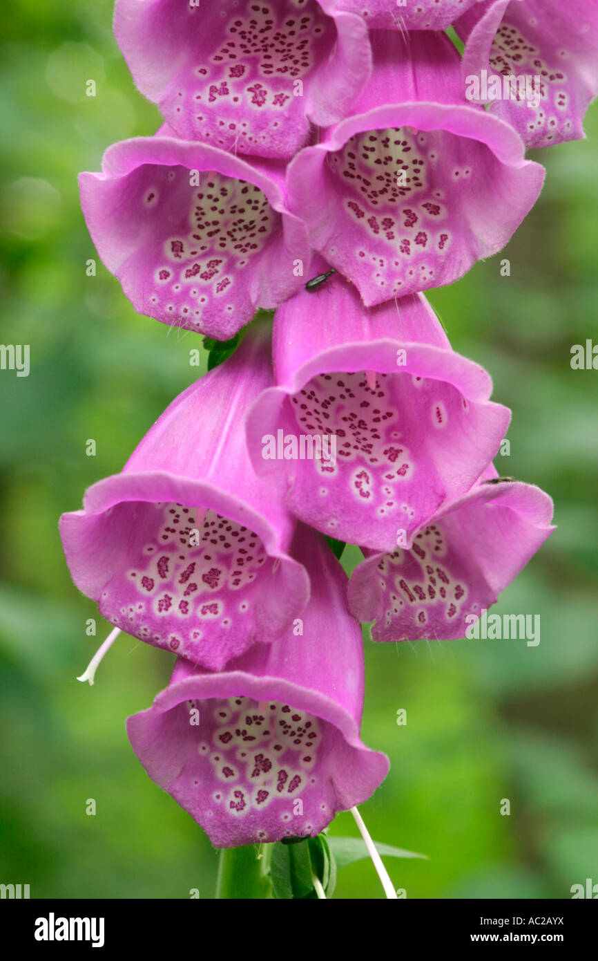 purple foxglove (Digitalis purpurea Stock Photo - Alamy