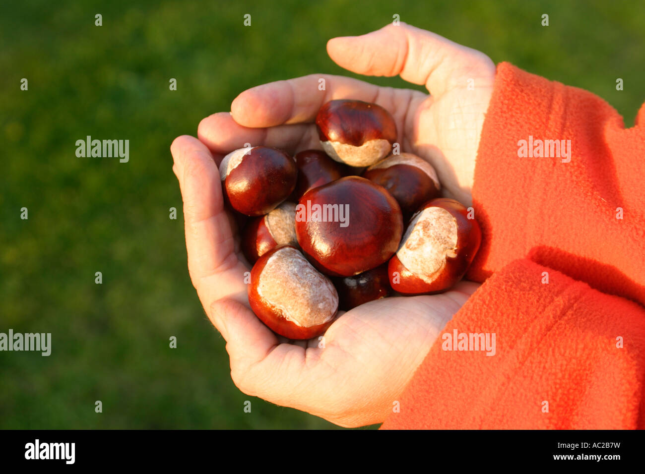 Hand full chestnuts hi-res stock photography and images - Alamy
