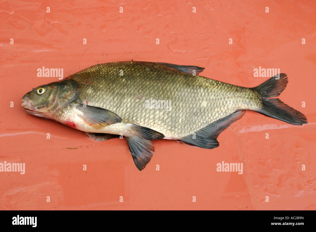 dead bream (Abramis Stock Photo - Alamy