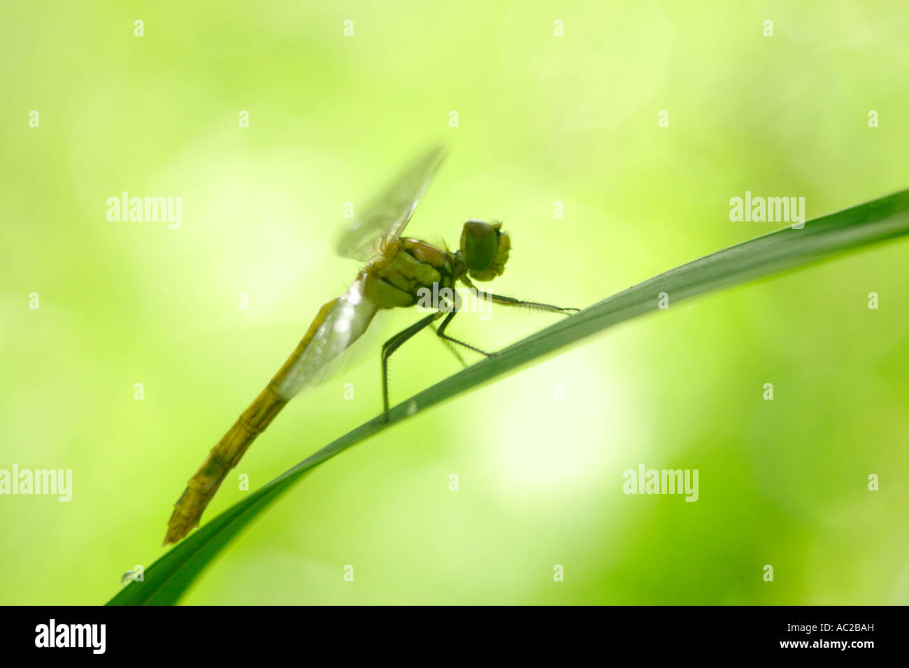 Anisoptera anisoptera hi-res stock photography and images - Alamy