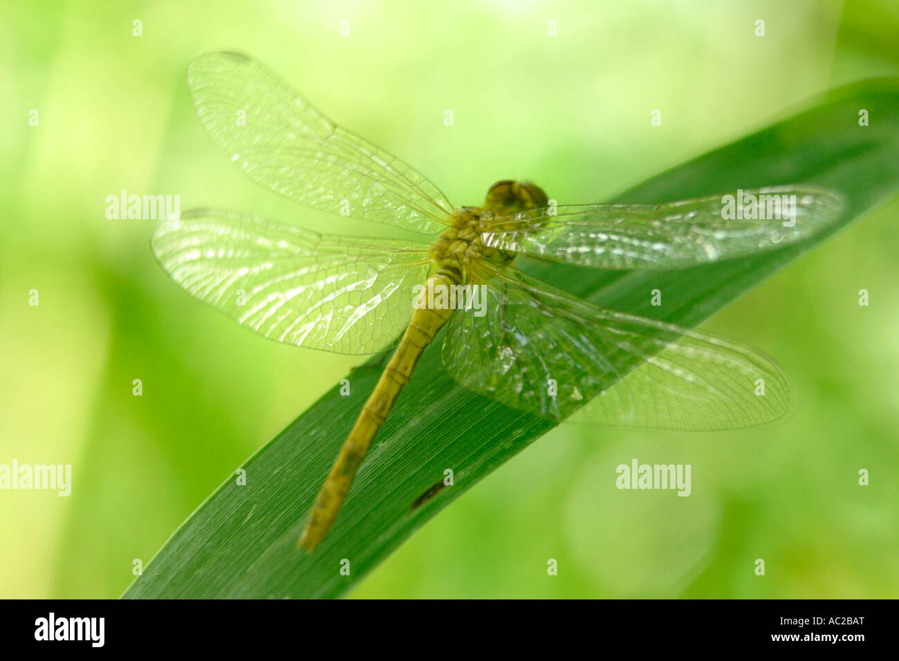 Anisoptera anisoptera hi-res stock photography and images - Alamy