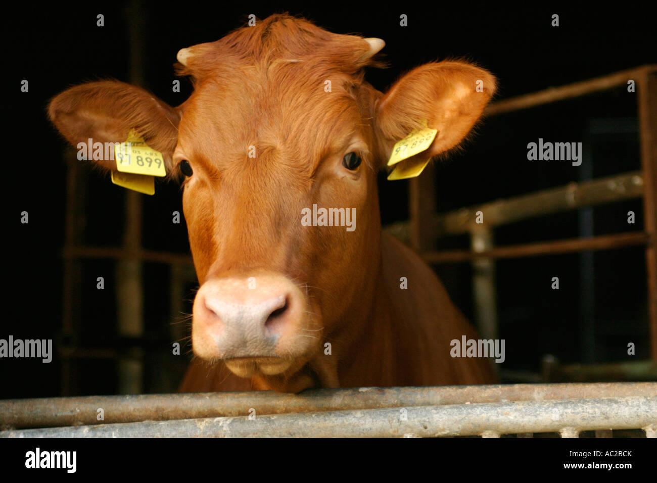 Cow portrait numbered shed hi-res stock photography and images - Alamy