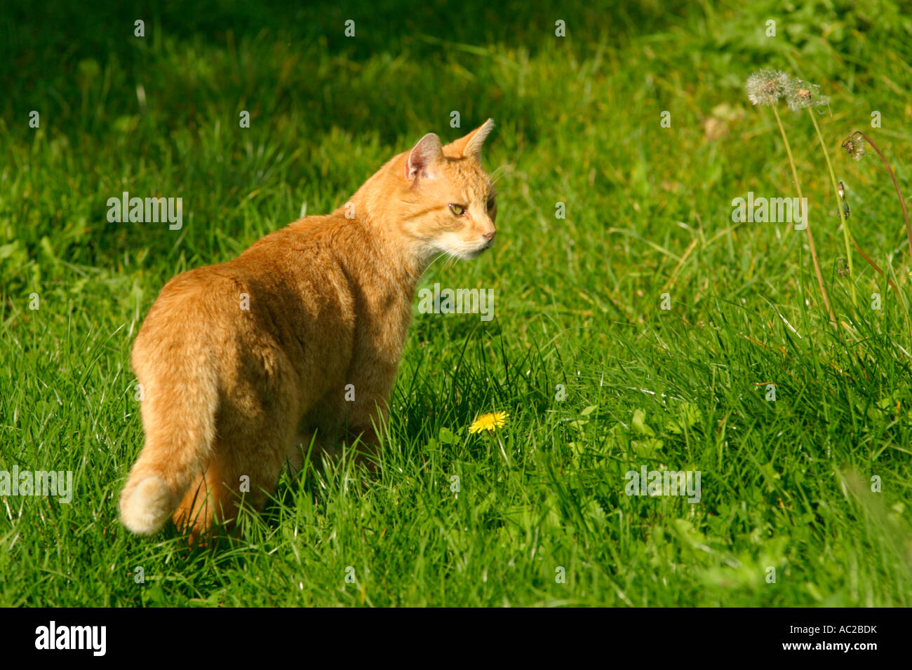 cat hunting for mice Stock Photo - Alamy