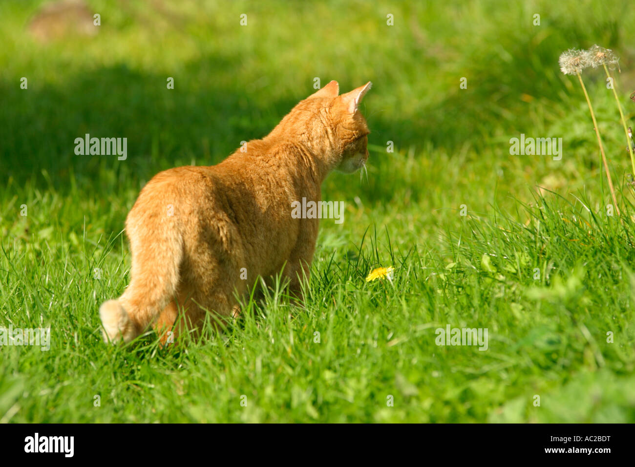 Domestic cat hunting mice hi-res stock photography and images - Alamy