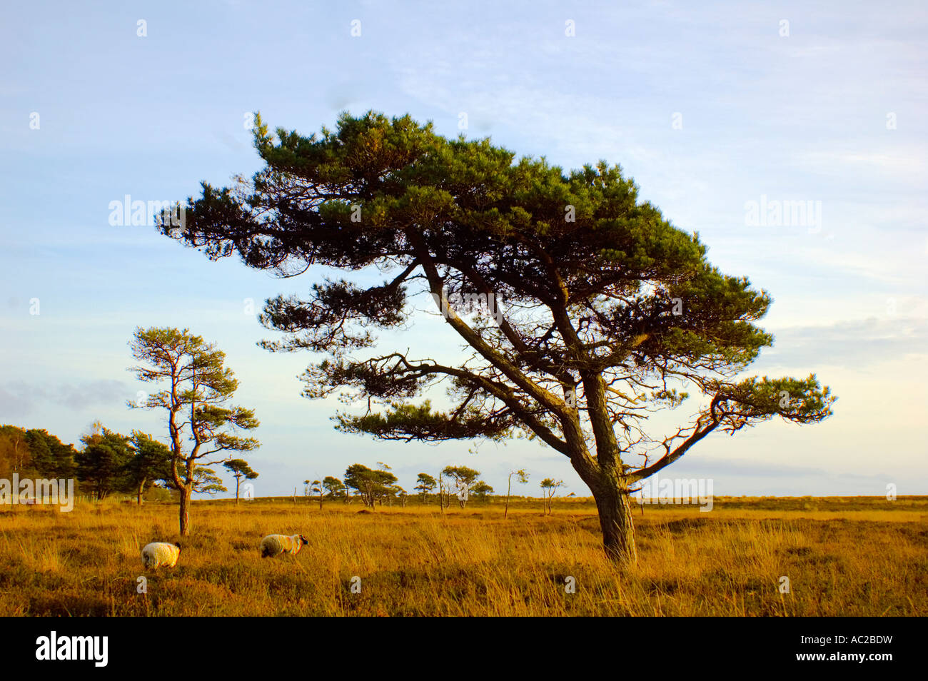 Weather beaten pine tree Stock Photo - Alamy
