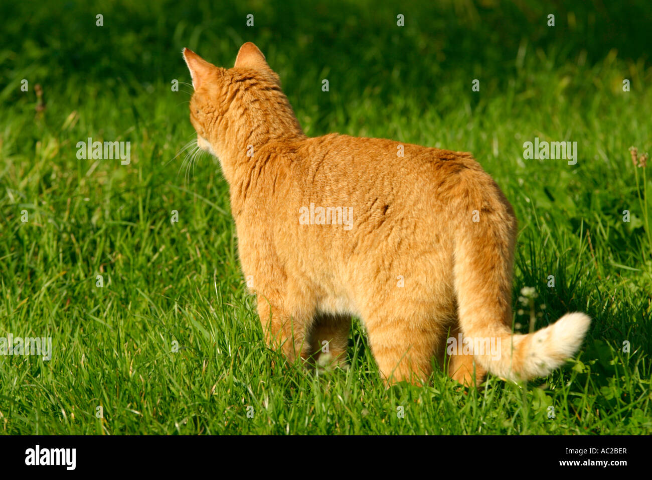 cat hunting for mice Stock Photo - Alamy