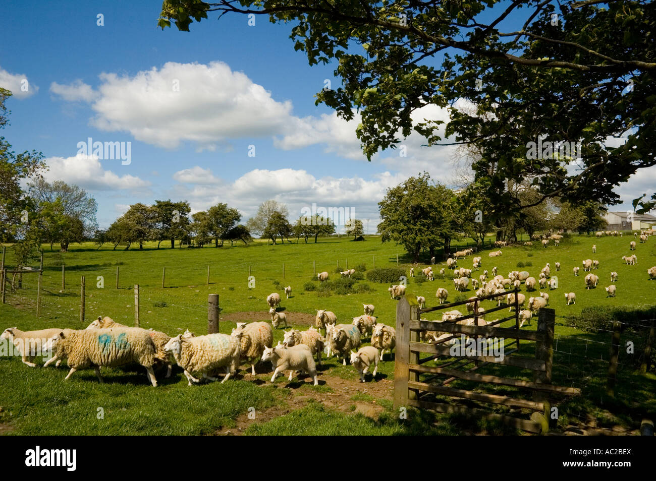 Free sheep hi-res stock photography and images - Alamy