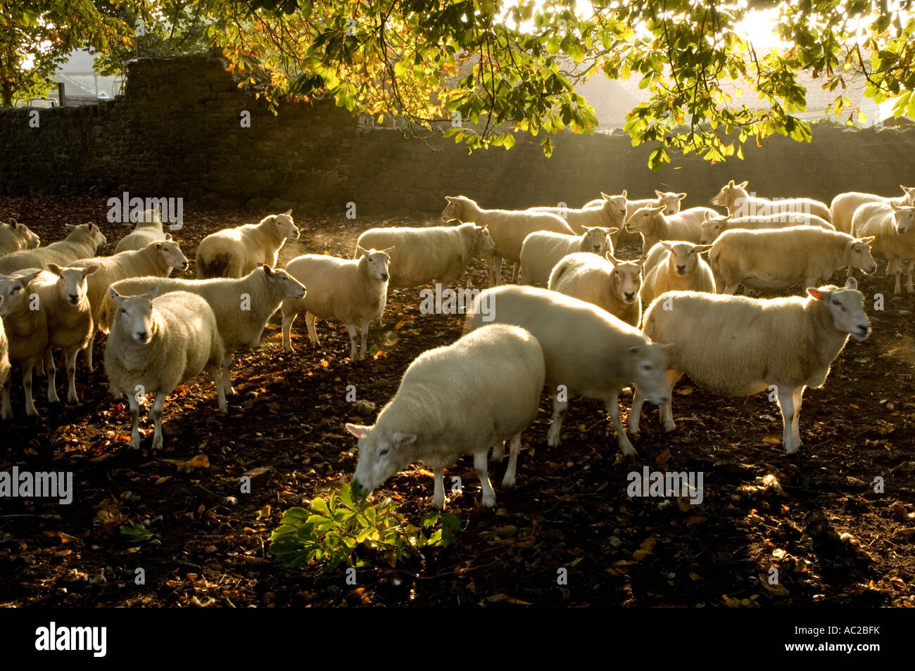 Lleyn sheep hi-res stock photography and images - Alamy