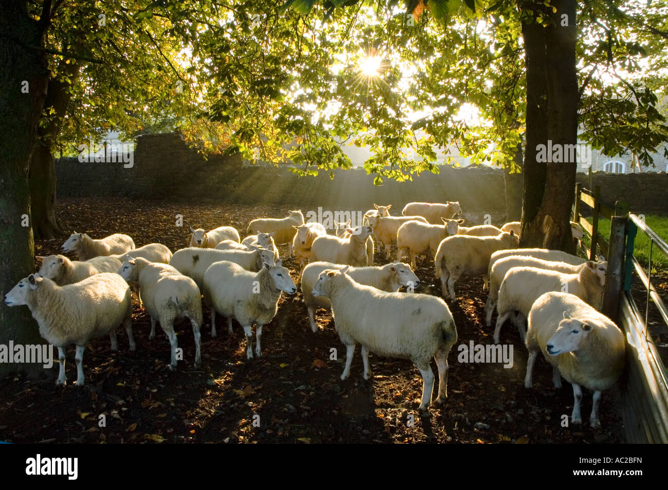 lleyn sheep under horse chestnut trees Stock Photo - Alamy