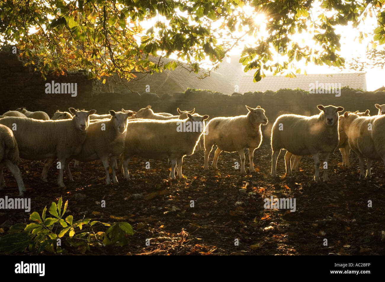 lleyn sheep under horse chestnut trees Stock Photo - Alamy