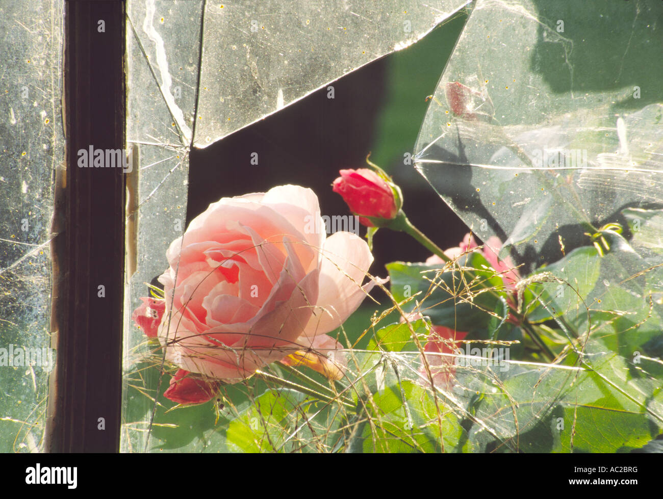 Rose In window North Yorkshire England UK Stock Photo - Alamy