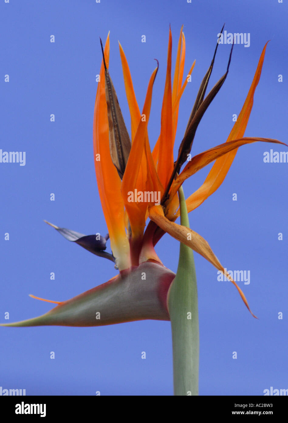 HELICONIA MUSACEAE KANGAROO PAW FLOWER VERTICAL BAPDA6465 Stock Photo ...