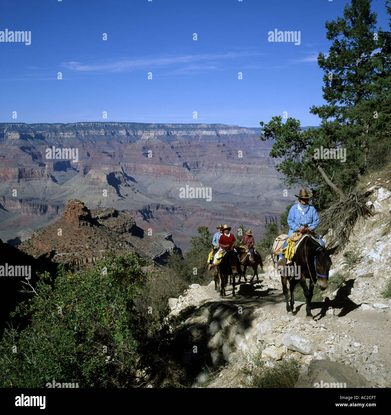 Mule train on Bright Angel Trail, Grand Canyon, Arizona, USA Stock ...
