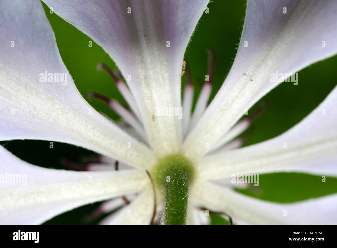 Underside of a clematis flower Stock Photo - Alamy